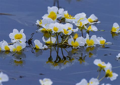 Ottelia Acuminata Flowers Bloom On Blue Waters Of Erhai Lake Of Page 2