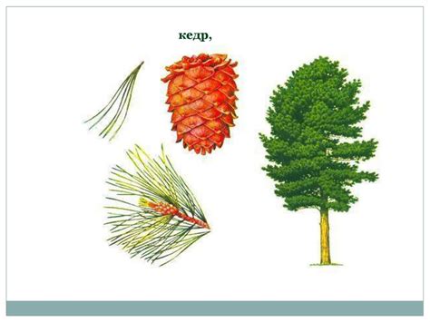 Деревья Лиственные и хвойные деревья презентация онлайн