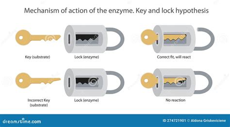 Lock And Key Hypothesis Explanation At Martha Holt Blog