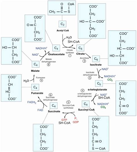 The Krebs Cycle Babe Worksheet Db Excel Com