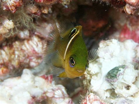 ハクセンスズメダイ幼魚 写真館 西伊豆田子 シーエッグ ダイバーズ