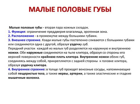 Женская половая система Online Presentation
