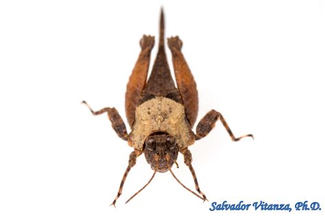Orthoptera Tetrigidae Paratettix Mexicanus Mexican Pygmy Grasshopper C
