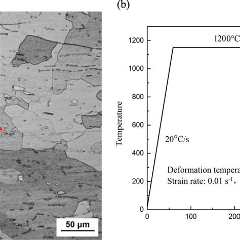 A Optical Microstructure Before Hot Deformation And B Process Of