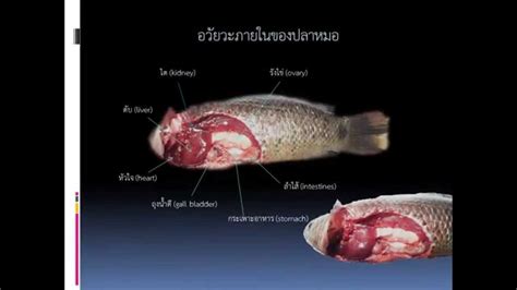 บทที่1อวัยวะภายในและอวัยวะภายนอก Youtube