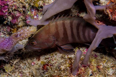 Chocolate Grouper Facts And Photographs Seaunseen