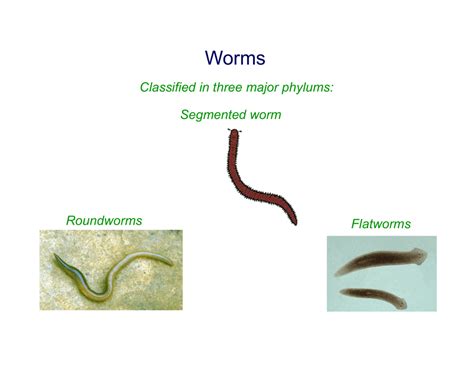 Flatworms And Roundworms