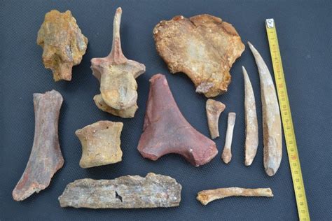 Fossielen Dinosaurussen En Reptielenfossiel Uit De Sahara Catawiki