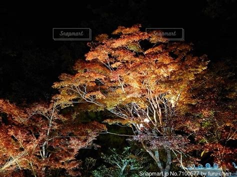 闇夜に浮かぶ紅葉の写真画像素材 7100577 Snapmartスナップマート