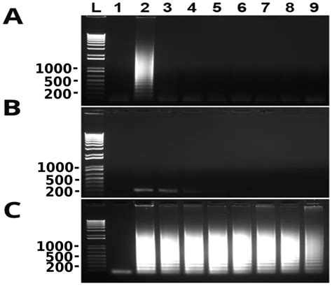 Correction Matthew Et Al A Loop Mediated Isothermal Amplification