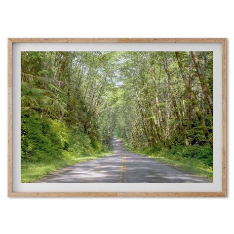 Forest Road Tree Tunnel Fine Art Print Washington Wall Art Hall Of Mosses Forest Photography