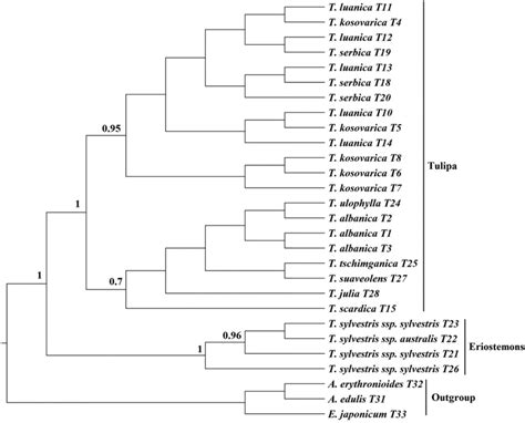 Phylogenetic Trees Based On Trnl‐trnf Sequences Including Posterior