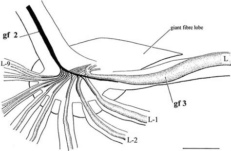 Squid Nervous System