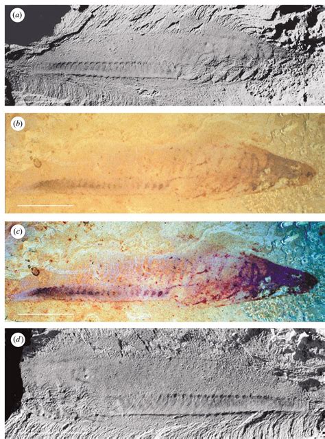 Pdf New Evidence On The Anatomy And Phylogeny Of The Earliest Vertebrates