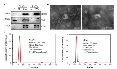 Characterization Of The Isolated Extracellular Vesicles C Evs Denotes