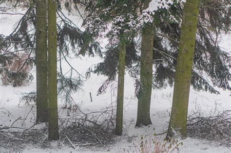 Image Shows A Snowy Landscape With Parallel Tree Rows Possibly Taken With A Wide Angle Lens The