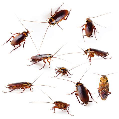 How Many Diseases Do Cockroaches Carry Roach Cockroach Insect