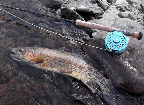 Central Pa Trout Bum