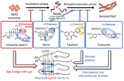 Fig S1 Nucleation Dependent Polymerization Model Of Aβ Aggregation In Download Scientific