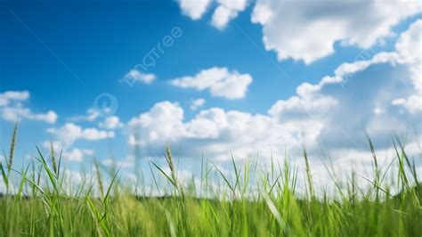 초원 풀 건초 밭 풀밭 잔디밭 잔디 배경 일러스트 및 사진 무료 다운로드 Pngtree