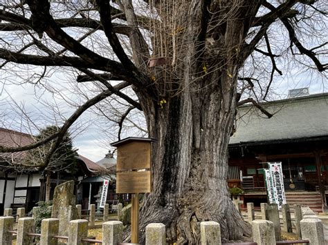 日本高山景點飛驒國分寺指定重要文化財天然紀念物巨大銀杏樹 寫世界旅行的工程師少女
