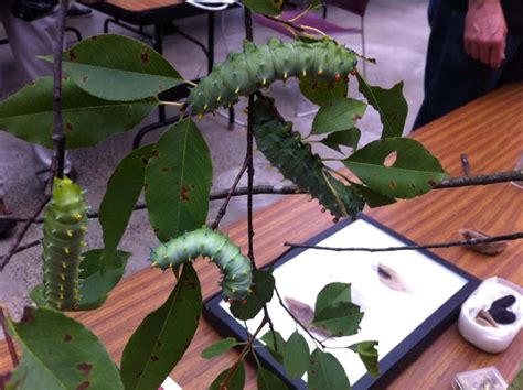 Rash Conclusions Living With Scleroderma