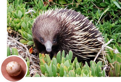 Mammals That Lay Eggs Guide To All Monotremes Everywhere 57 Off