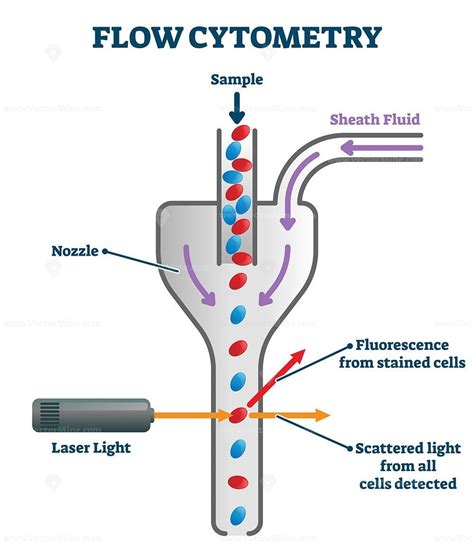 An Image Of A Flow Cytometry Diagram With The Different Parts Labeled In It