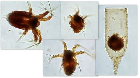 Protoperidinium Archivos Fitopasión