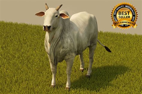 Cattle 3d Model 3d Model Cattle Mammals