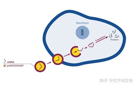 Mrna转染利器 Jetmessenger 知乎