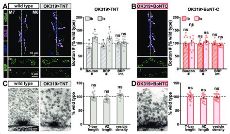 Botulinum Neurotoxin Bont C Expression Does Not Perturb Presynaptic