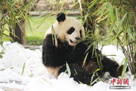 成都大熊貓寶寶雪地撒歡迎新春 每日頭條