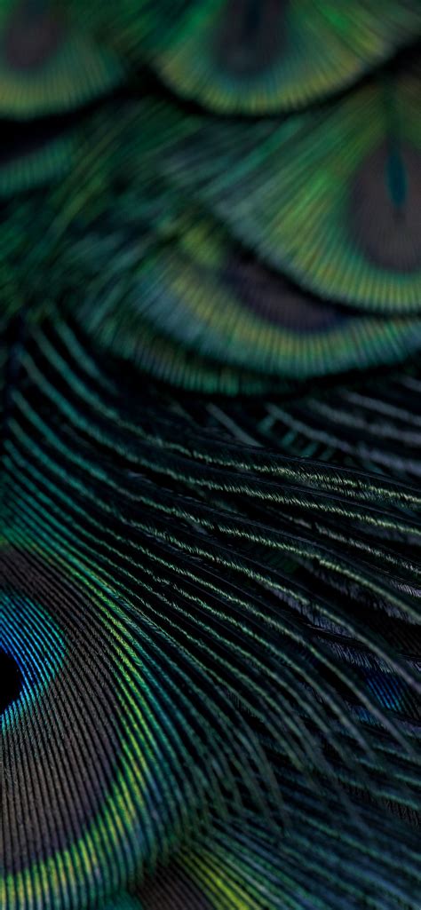 Peacock Feather Wallpaper For Desktop 42738 Peacock Feather Stock