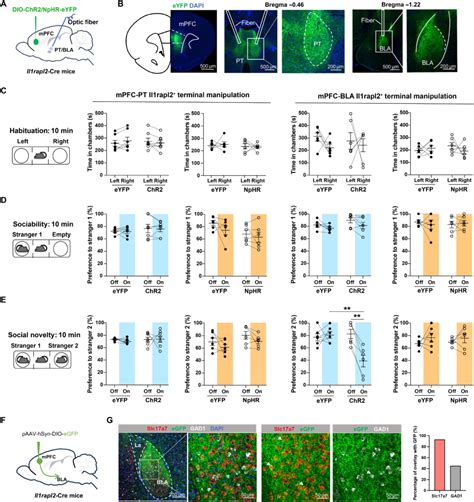 【客户文章】sci Adv｜哈佛医学院 波士顿儿童医院张毅教授课题组揭示前额叶皮质细胞亚群调控社交新颖性偏好的环路机制 知乎