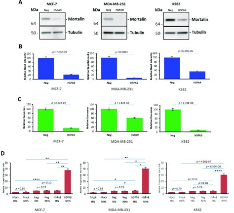 Knockdown Of Mortalin Expression Induced Complement Mediated