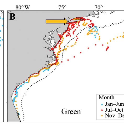 Pdf Rehabilitated Sea Turtles Tend To Resume Typical Migratory