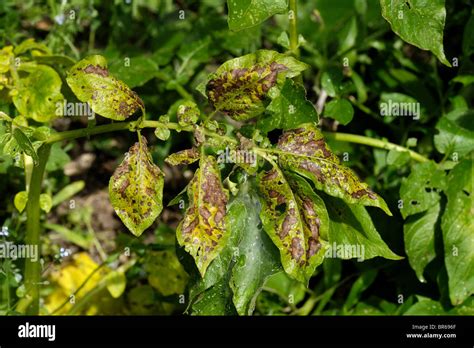 Manganese Deficiency In Plants