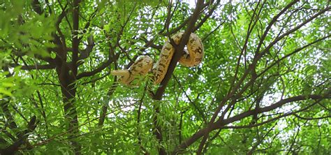 Remarkable Rescues Of The Indian Rock Python Wildlife Sos