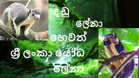 ශ්‍රී ලංකා යෝධ ලේන හෙවත් දඩු ලේනා Youtube