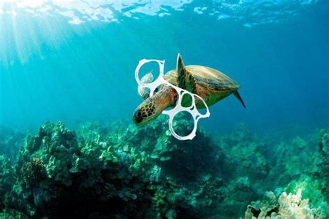 ¿cómo Afecta El Plástico Al Medio Ambiente Guía Completa 💚
