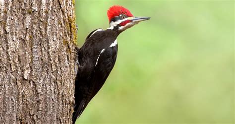 Pileated Woodpecker Range Map All About Birds Cornell Lab Of Ornithology