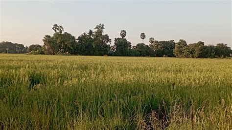 မြစ်သားမြို့နယ်တွင် ရွာသစ်ကျေးရွာအုပ်စု မြစ်ဆုံလေးကွင်း၌ စိုက်ပျိုးသည့် မိုးစပါးစိုက်ခင်းများ