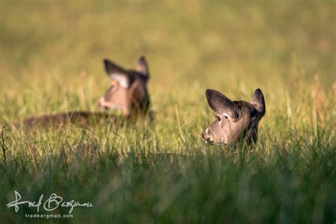 Double Vision Fred Bergman Photography