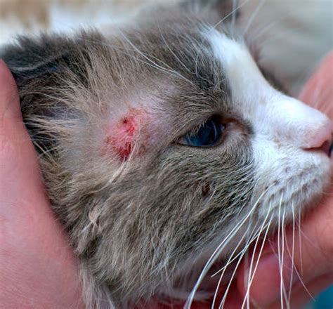 What Does Ringworm Look Like On Cats Skin