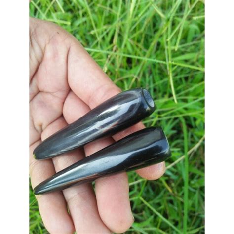 Jual Cangklong Murah Tanduk Sapi Mini Once Asli Cangklong Langka