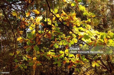 따뜻한 햇빛과 함께 가을 계절에 노란색 빨간색 단풍 나무와 린든 잎 Roztocze Zwierzyniec의 가을 시즌 숲 가을 잎 배경 0명에 대한 스톡 사진 및 기타
