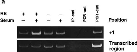 Chip Analysis Of Histone H3 And Histone H4 Acetylation On The Mouse Download Scientific Diagram