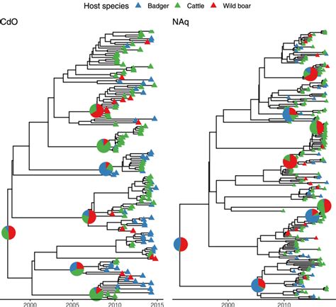 According To The Best Fitting Model For Cdo The Most Recent Common