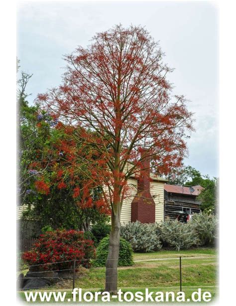 Brachychiton Acerifolius Xxl Australischer Flammenbaum Flaschenbaum Flora Toskana